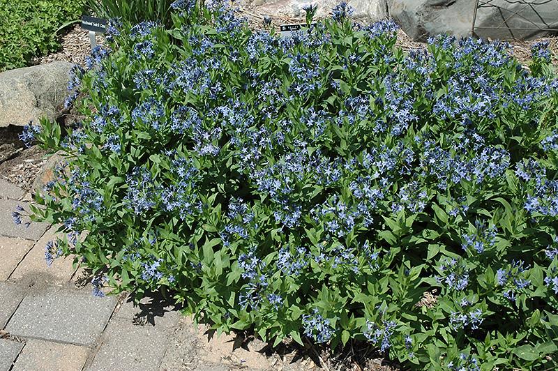 Amsonia 'Blue Ice' | Sun Perennials | Perennials | Plants & Flowers...