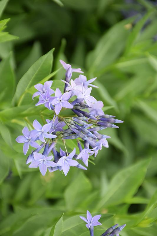 Amsonia 'Blue Ice' | Sun Perennials | Perennials | Plants & Flowers...