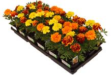 Annual Flats | Summer Annuals | Annuals | Plants & Flowers | Niemey...