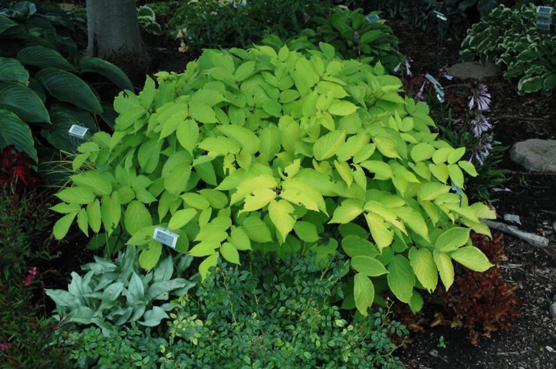 Aralia 'Sun King' | Shade Perennials | Perennials | Plants & Flower...
