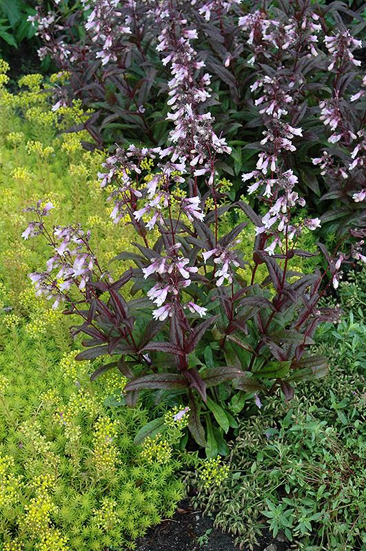 Beard Tongue 'Dark Towers' | Sun Perennials | Perennials | Plants