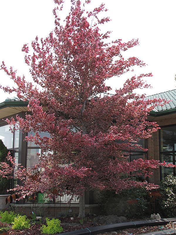 Beech 'Tricolor' | Shade Trees | Trees | Plants & Flowers | Niemey...