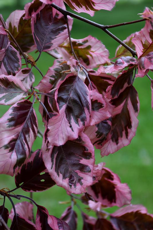 Beech 'Tricolor' | Shade Trees | Trees | Plants & Flowers | Niemey...