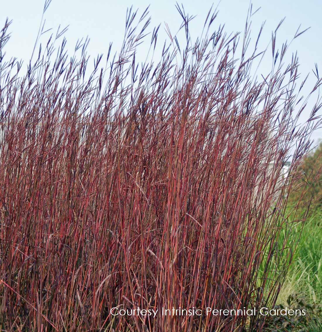 Big Bluestem 'Red October' | Grasses | Plants & Flowers | Niemeyer'...