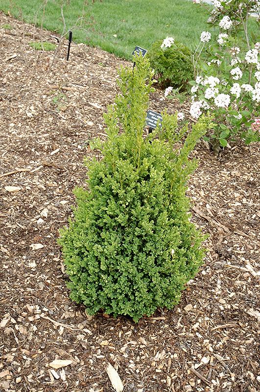 Boxwood 'Green Mountain' | Evergreen Shrubs | Shrubs | Plants & Flo...