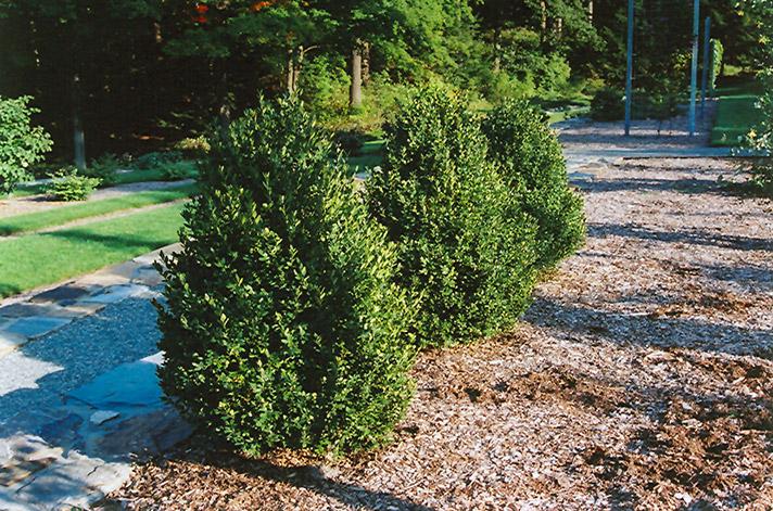 Boxwood 'Green Mountain' | Evergreen Shrubs | Shrubs | Plants & Flo...