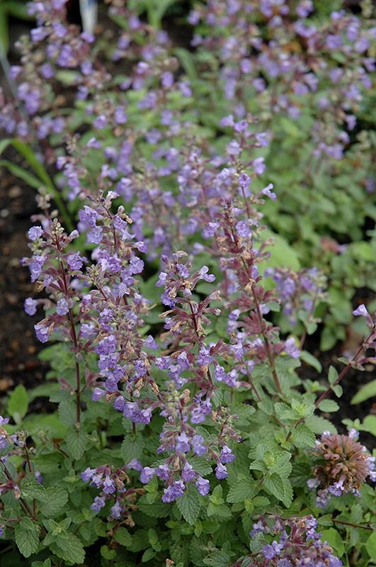 Catmint 'Purrsian Blue' | Sun Perennials | Perennials | Plants & Fl...