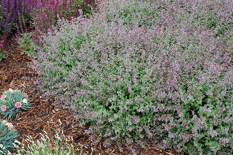 Catmint 'Purrsian Blue' | Sun Perennials | Perennials | Plants & Fl...