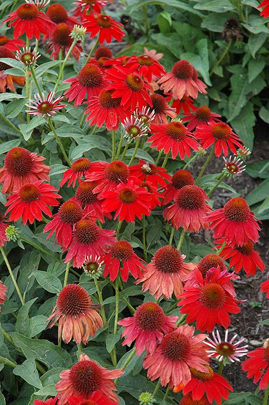 Coneflower 'Sombrero Salsa Red' | Sun Perennials | Perennials | Pla...