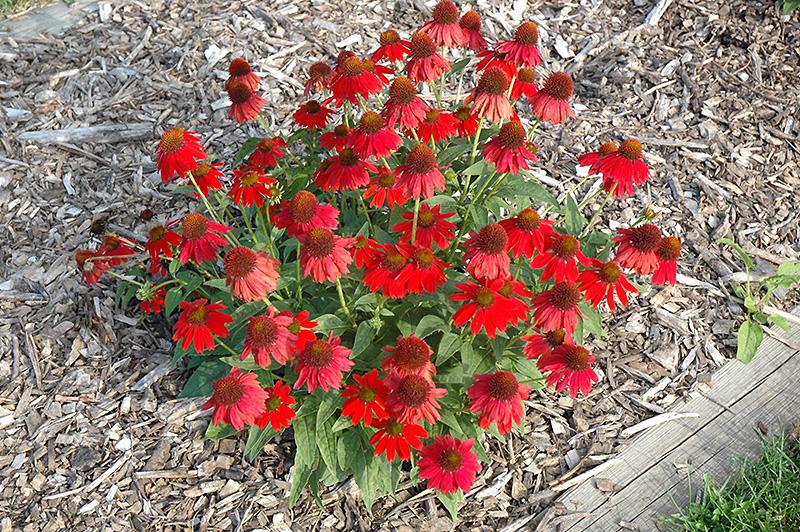 Coneflower 'Sombrero Salsa Red' | Sun Perennials | Perennials | Pla...