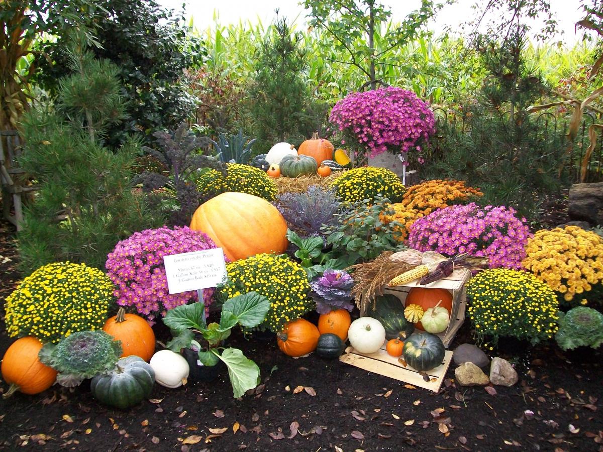 Corn Stalks, Pumpkins, & More | Fall Decor | Plants & Flowers | Ni...