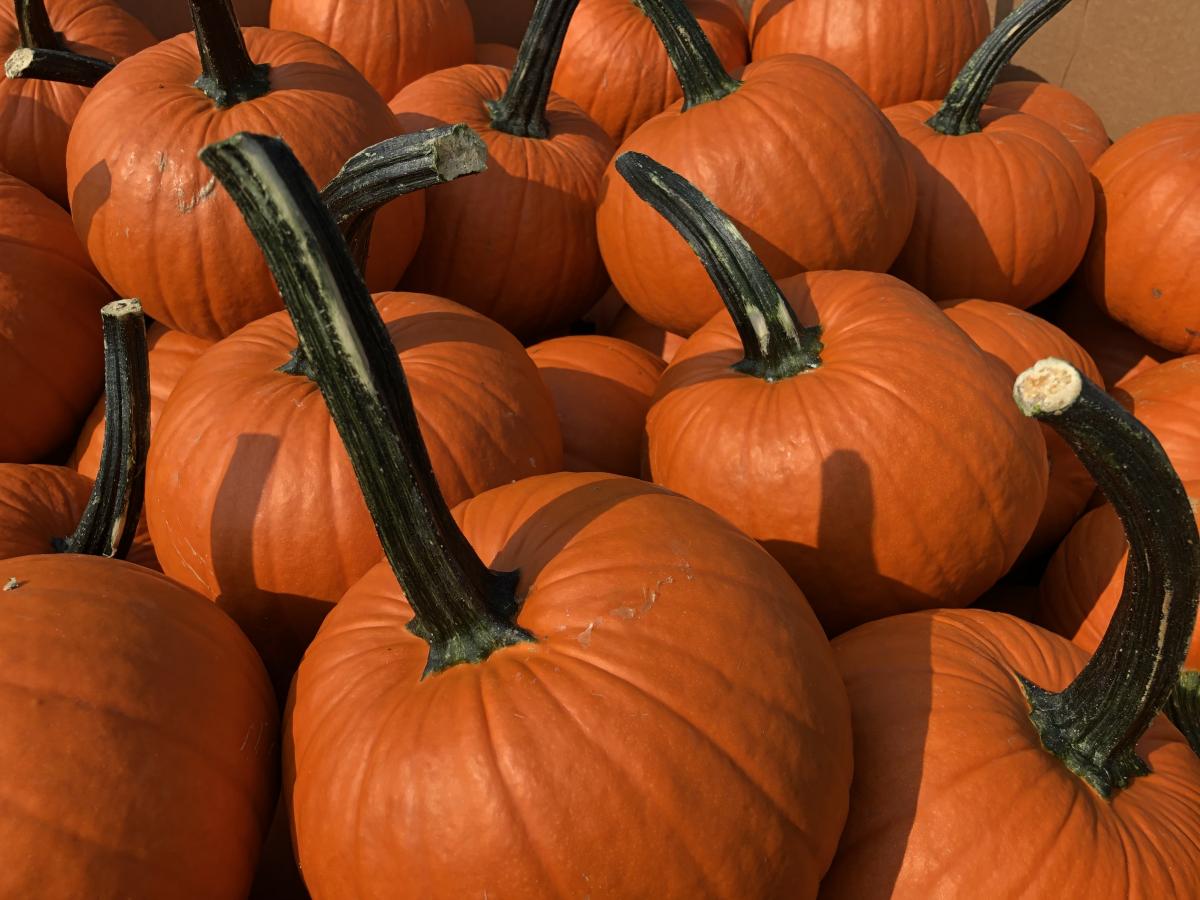 Corn Stalks, Pumpkins, & More | Fall Decor | Plants & Flowers | Ni...