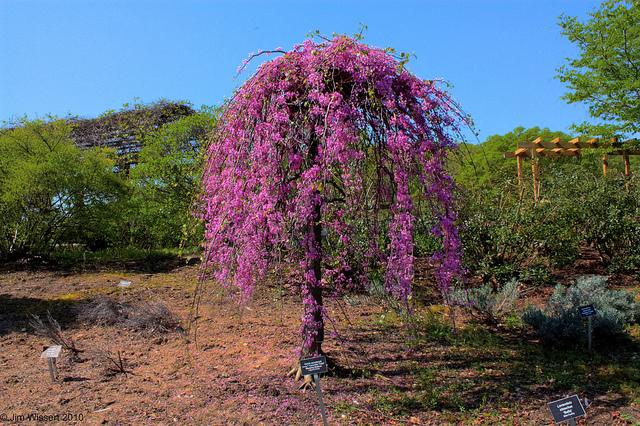 Redbud, Weeping 'Covey' | Ornamental Trees | Trees | Plants & Flowers ...