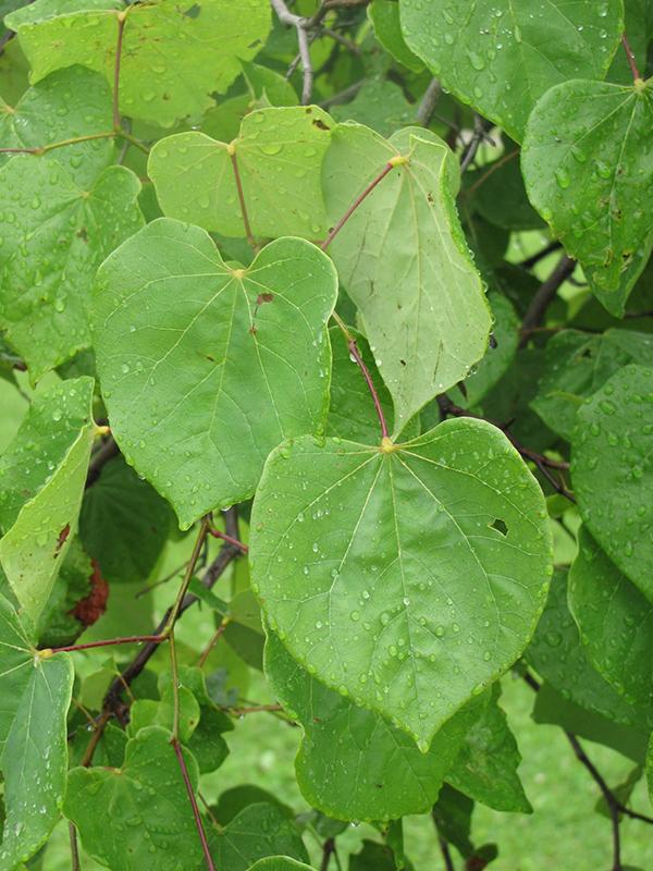 Redbud, Weeping 'Covey' | Ornamental Trees | Trees | Plants & Fl...