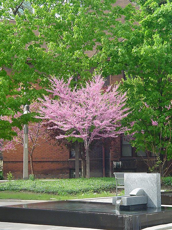 Redbud, Eastern | Ornamental Trees | Trees | Plants & Flowers | N...