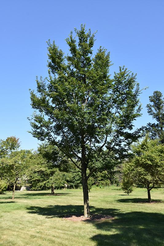Elm 'Triumph' | Shade Trees | Trees | Plants & Flowers | Niemeyer'...