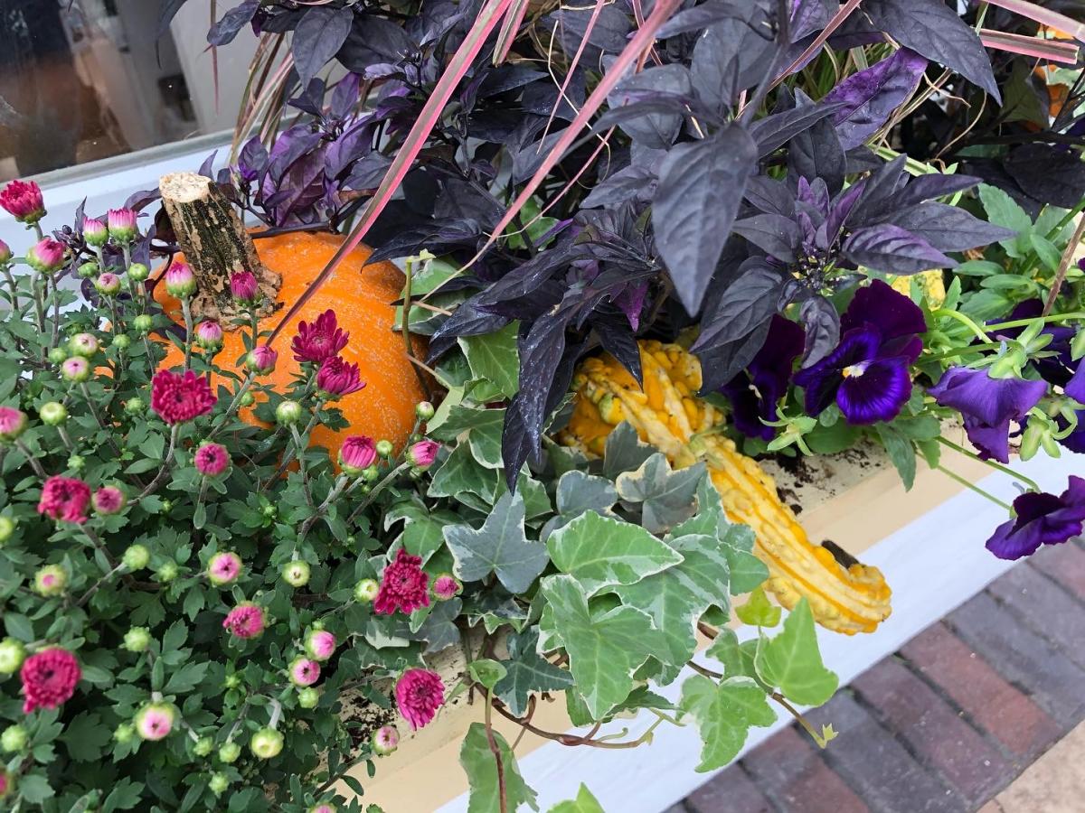 Fall Annuals | Fall Decor | Plants & Flowers | Niemeyer's Landscap...