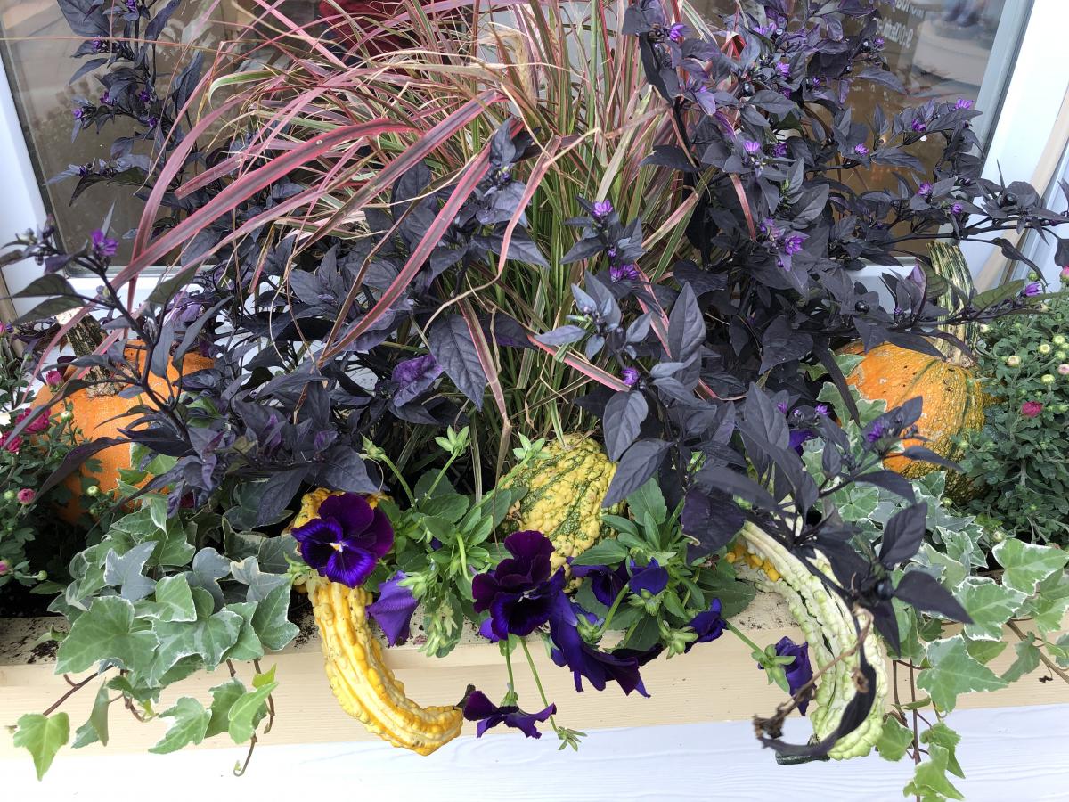 Fall Annuals | Fall Decor | Plants & Flowers | Niemeyer's Landscap...
