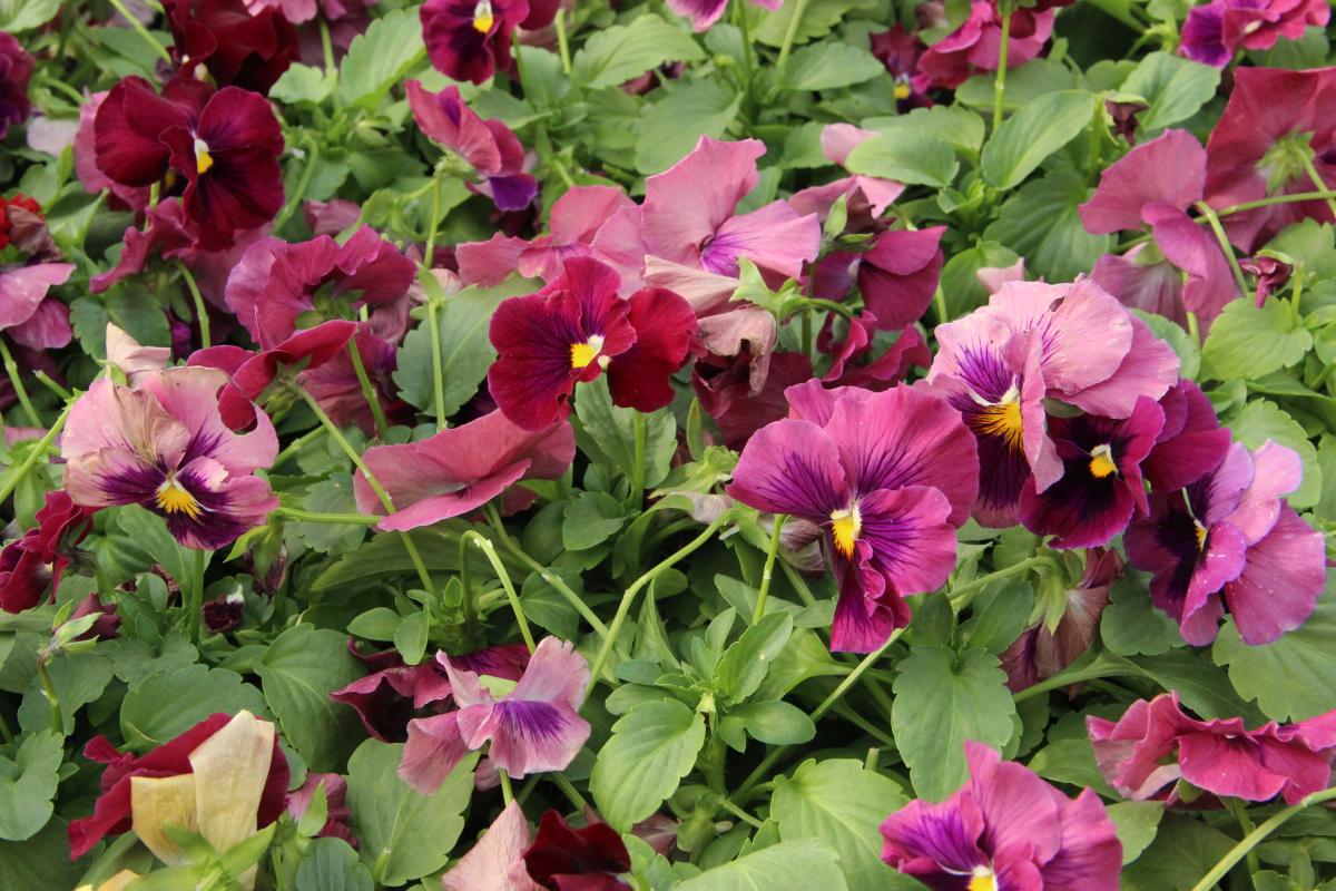 Fall Annuals | Fall Decor | Plants & Flowers | Niemeyer's Landscap...