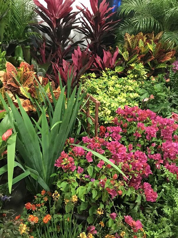 Flowers & Foliage | Tropical | Plants & Flowers | Niemeyer's Lands...