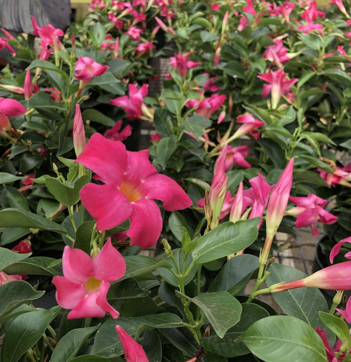 Flowers & Foliage | Tropical | Plants & Flowers | Niemeyer's Lands...