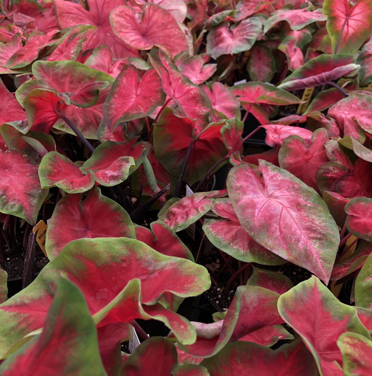 Flowers & Foliage | Tropical | Plants & Flowers | Niemeyer's Lands...