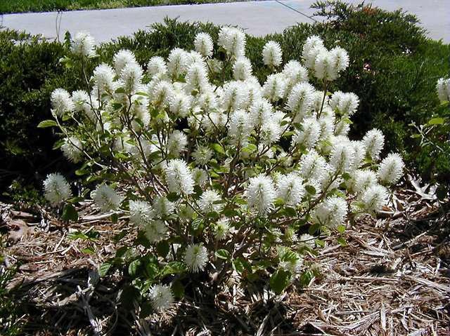 Fothergilla 'Dwarf' | Deciduous Shrubs | Shrubs | Plants & Flowers ...