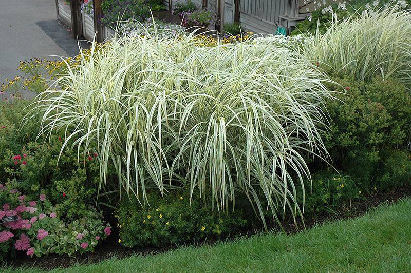 Maiden Grass 'Variegatus' | Grasses | Plants & Flowers | Niemeyer's...
