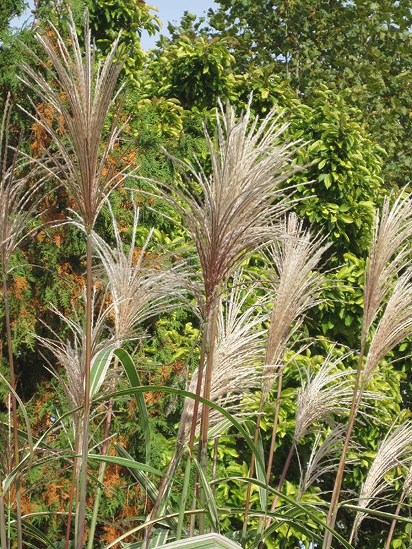 Maiden Grass 'Variegatus' | Grasses | Plants & Flowers | Niemeyer's...
