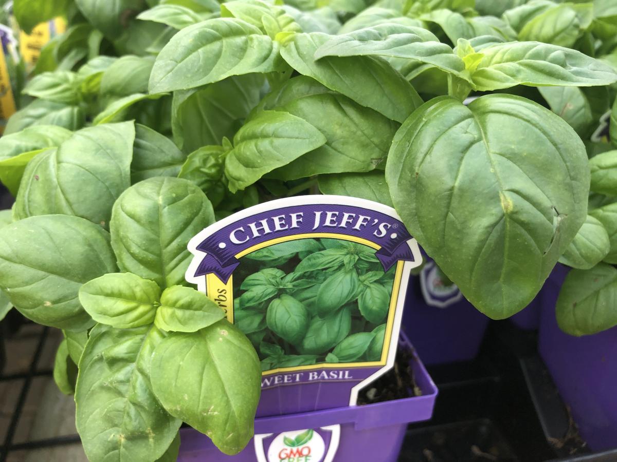 Edible Plants And Herbs