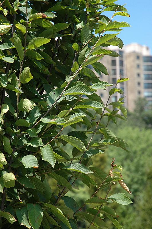 Hornbeam, Columnar 'Fastigiata' | Shade Trees | Trees | Plants & F...