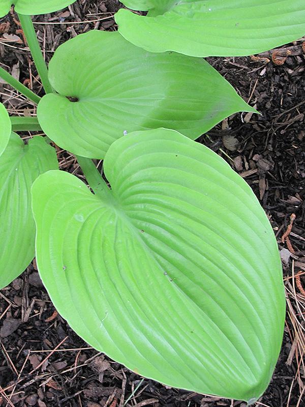 Hosta 'Sum & Substance' | Shade Perennials | Perennials | Plants