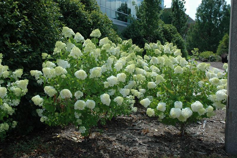 Hydrangea 'Limelight' | Deciduous Shrubs | Shrubs | Plants & Flowers ...