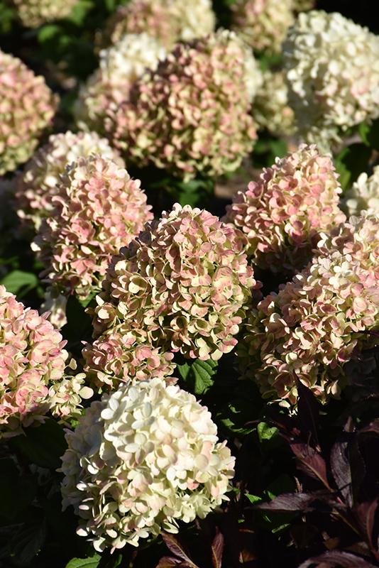 Hydrangea, Panicle 'Little Lime Punch' | Deciduous Shrubs | Shrubs ...