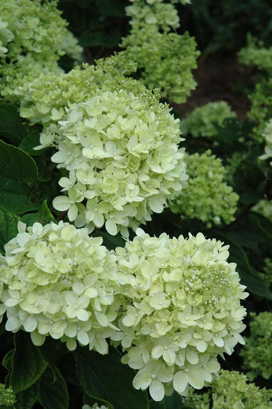 Hydrangea, Panicle 'Little Lime' | Deciduous Shrubs | Shrubs | Plan...