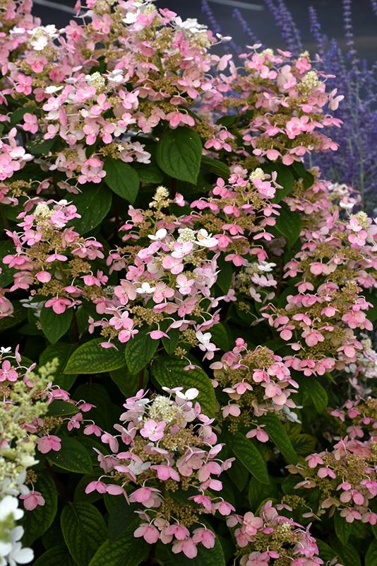 Hydrangea, Panicle 'Quick Fire' | Deciduous Shrubs | Shrubs | Plant...