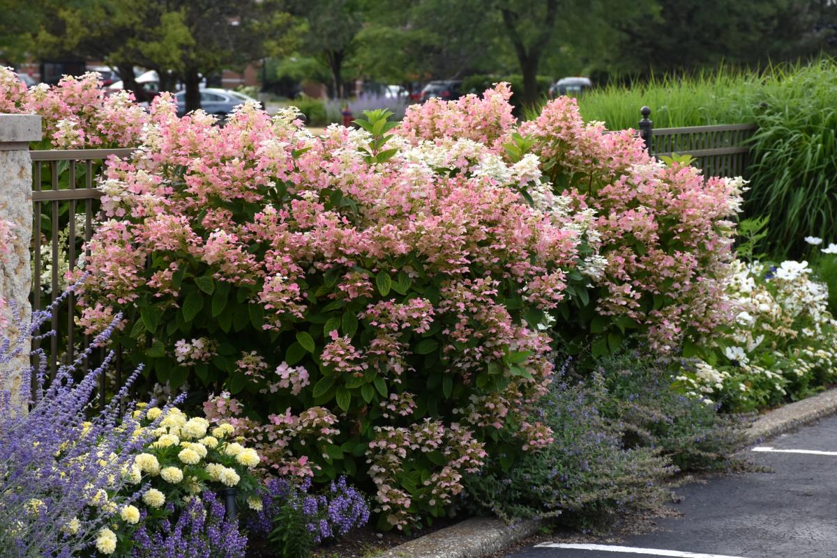 Hydrangea, Panicle 'Quick Fire' | Deciduous Shrubs | Shrubs | Plant...