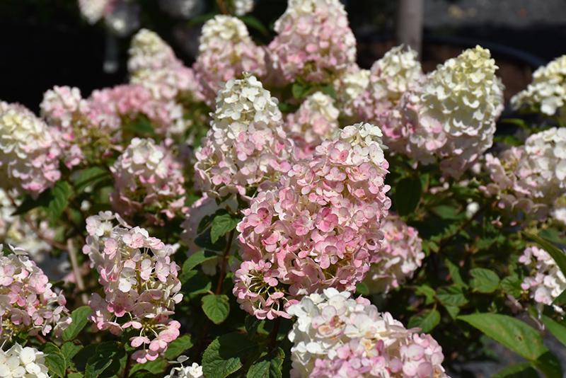 Hydrangea, Panicle 'Strawberry Sundae' | Deciduous Shrubs | Shrubs ...