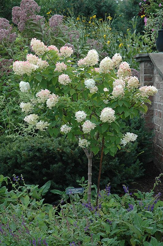 Hydrangea Tree 'Limelight' | Ornamental Trees | Trees | Plants & F...