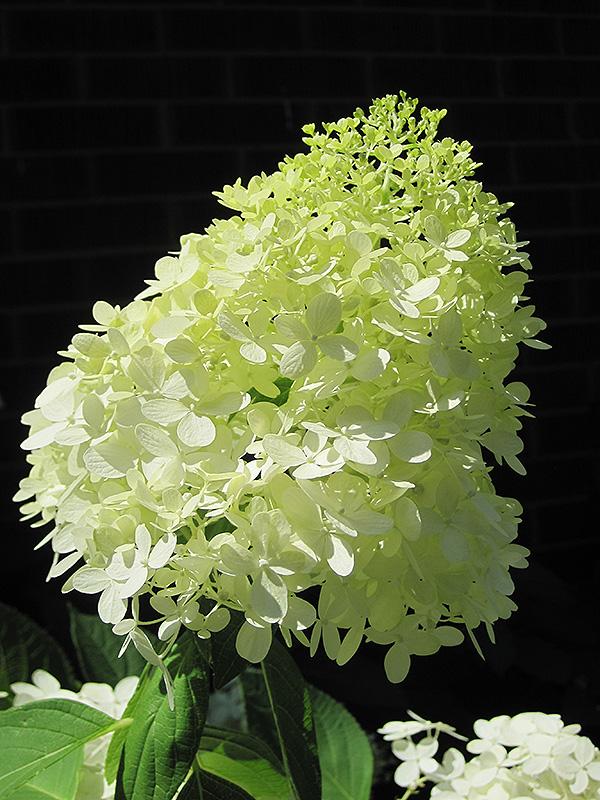 Hydrangea Tree 'Limelight' | Ornamental Trees | Trees | Plants & F...