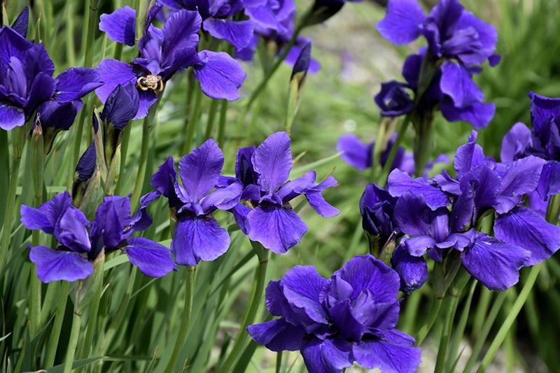 Iris 'Caesar's Brother' | Sun Perennials | Perennials | Plants & Fl...