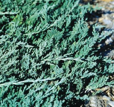 Juniper 'Blue Rug' | Evergreen Shrubs | Shrubs | Plants & Flowers