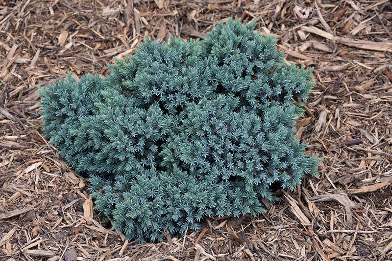 Juniper 'Blue Star' | Evergreen Shrubs | Shrubs | Plants & Flowers ...