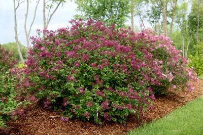 Lilac 'Bloomerang' | Deciduous Shrubs | Shrubs | Plants & Flowers