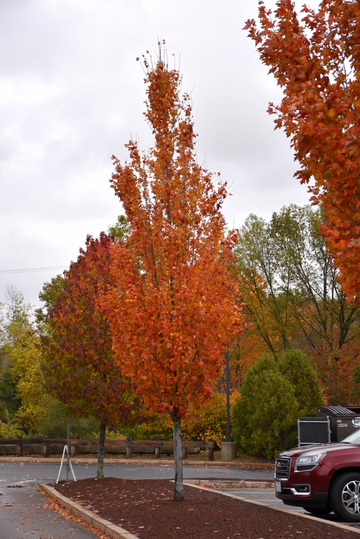 Maple 'Armstrong Gold' | Shade Trees | Trees | Plants & Flowers