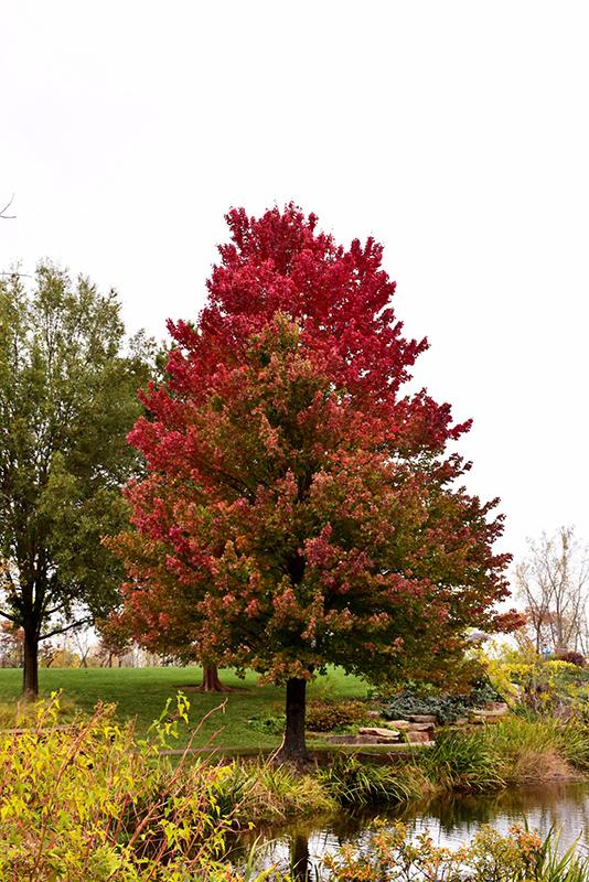 Maple, Red 'Red Sunset' | Shade Trees | Trees | Plants & Flowers