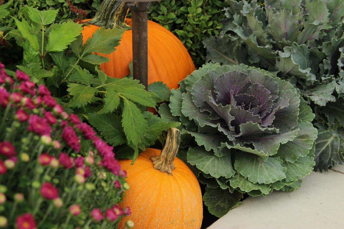 Ornamental Cabbage & Kale | Fall Decor | Plants & Flowers | Niemey...