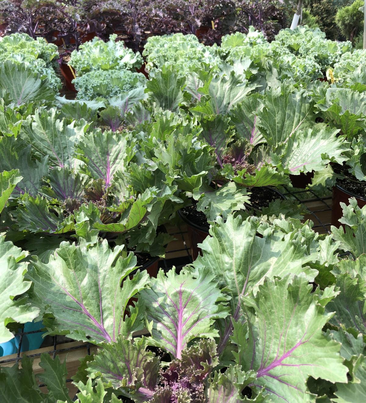 Ornamental Cabbage & Kale | Fall Decor | Plants & Flowers | Niemey...