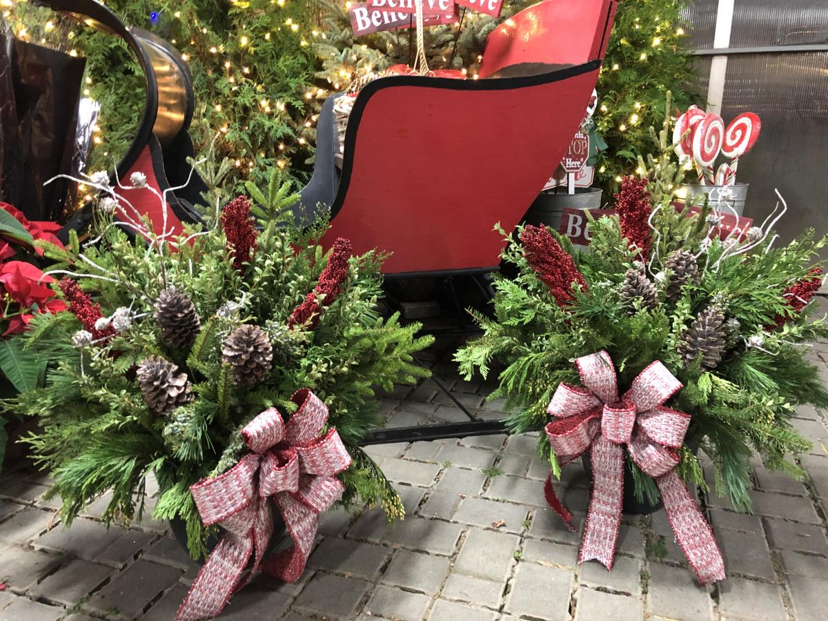 Outdoor Container Workshop | Workshops | Christmas | Plants & Flowe...