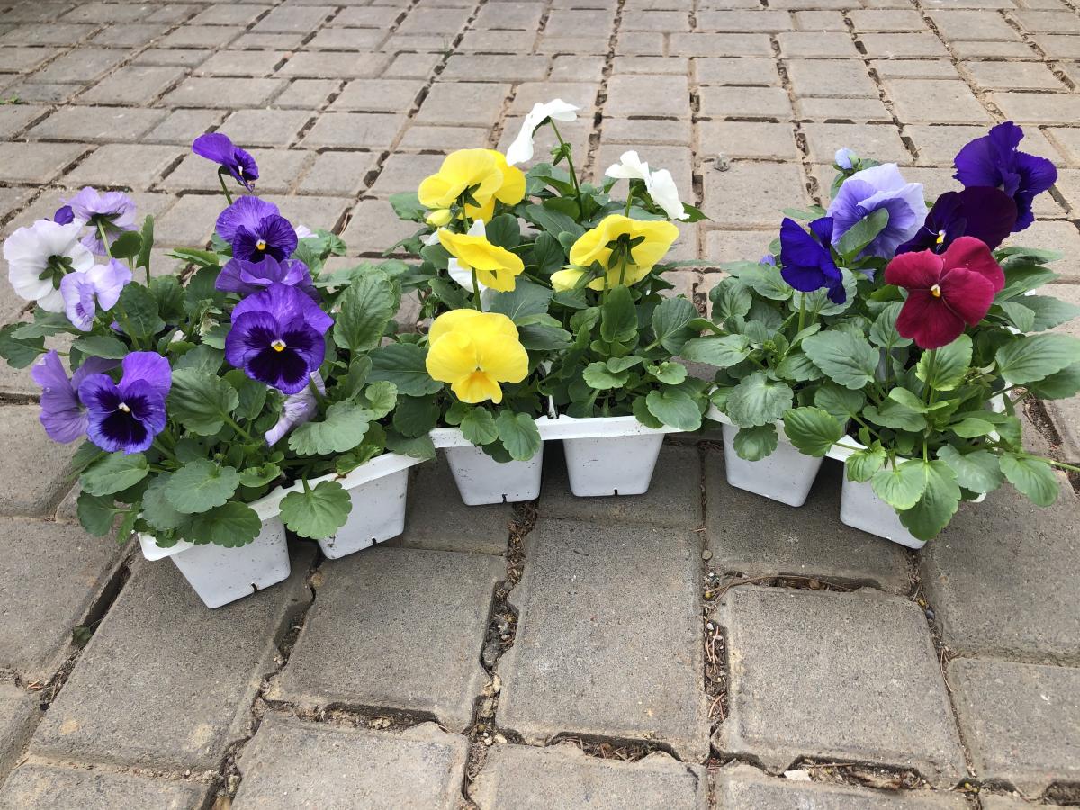 Pansy 6-Pack | Spring Annuals | Annuals | Plants & Flowers | Niemey...
